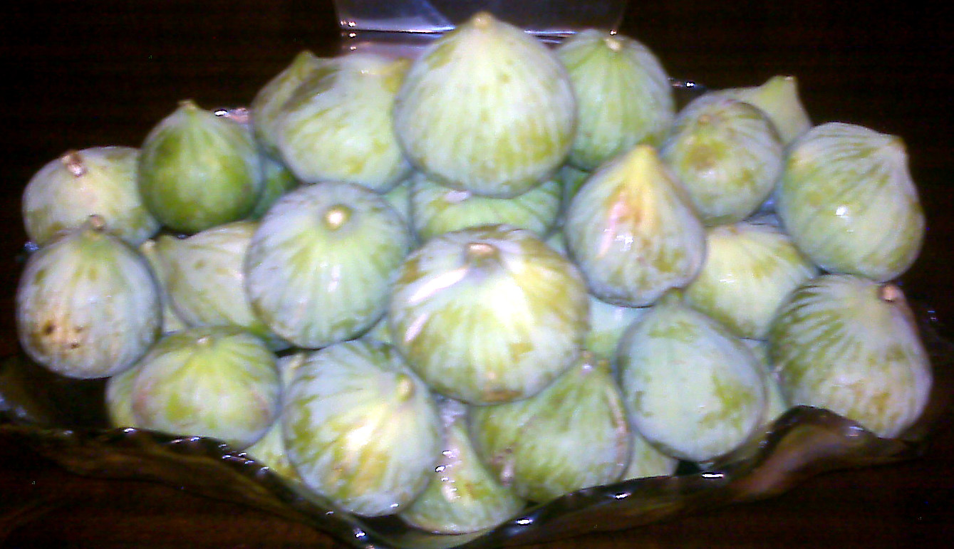 Figs - First Eaten in the `Garden of Eden'