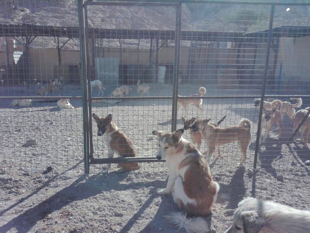 Dogs, Cats, and Horses - Oh My! The Evolution of Pets in the Arab World