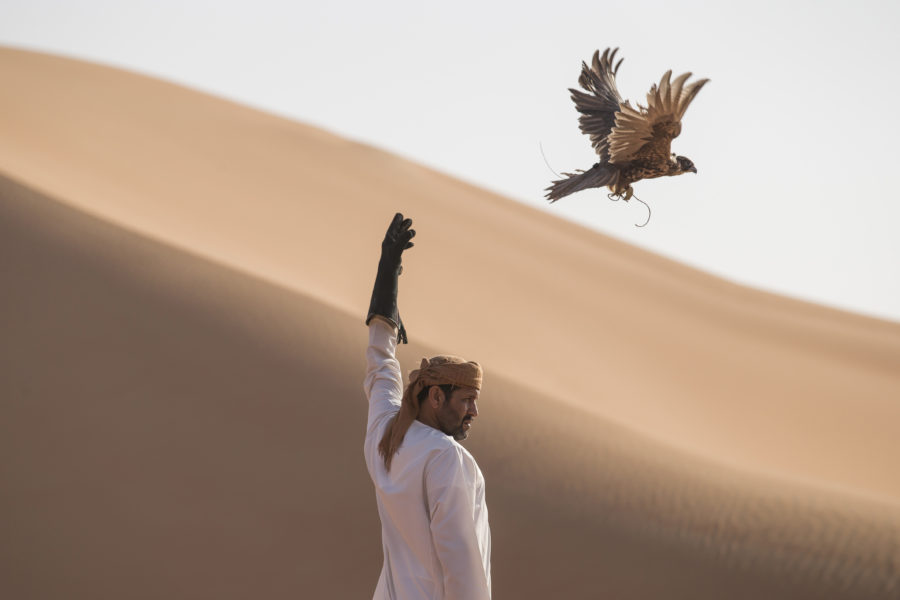 Falconry in the Arab World: A History and What is Happening Today