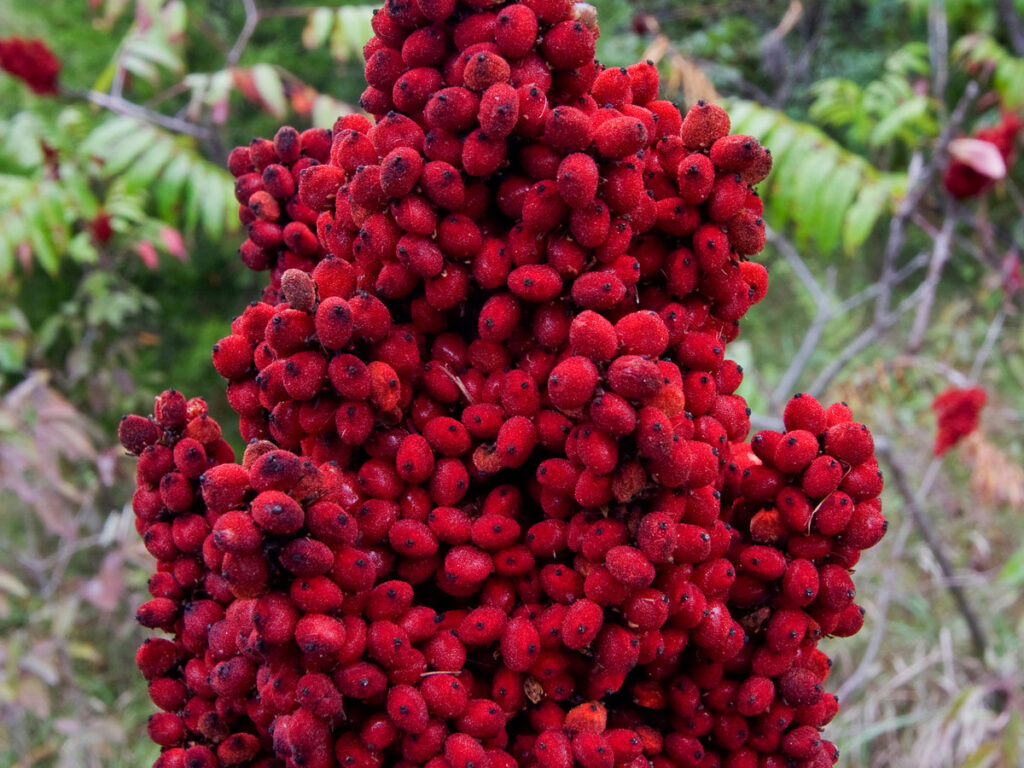 Arab Spices That Build Your Immune System - Arab America