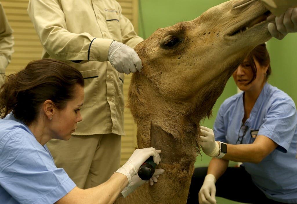 An Inside Look at the First Camel Hospital in Dubai - Arab America