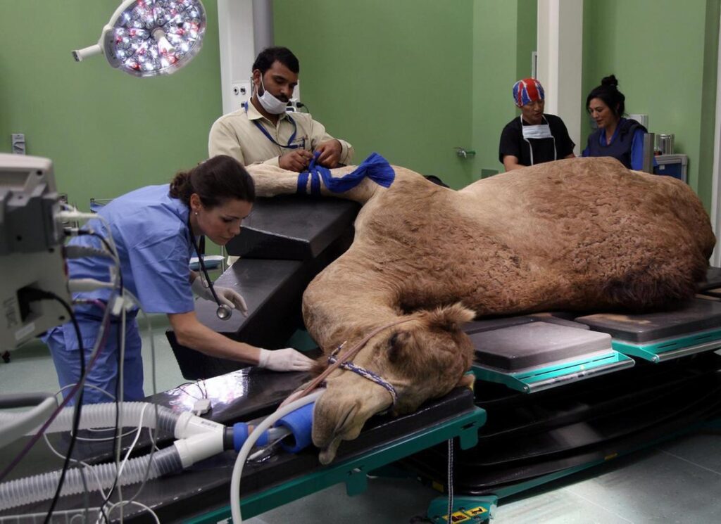 An Inside Look at the First Camel Hospital in Dubai - Arab America