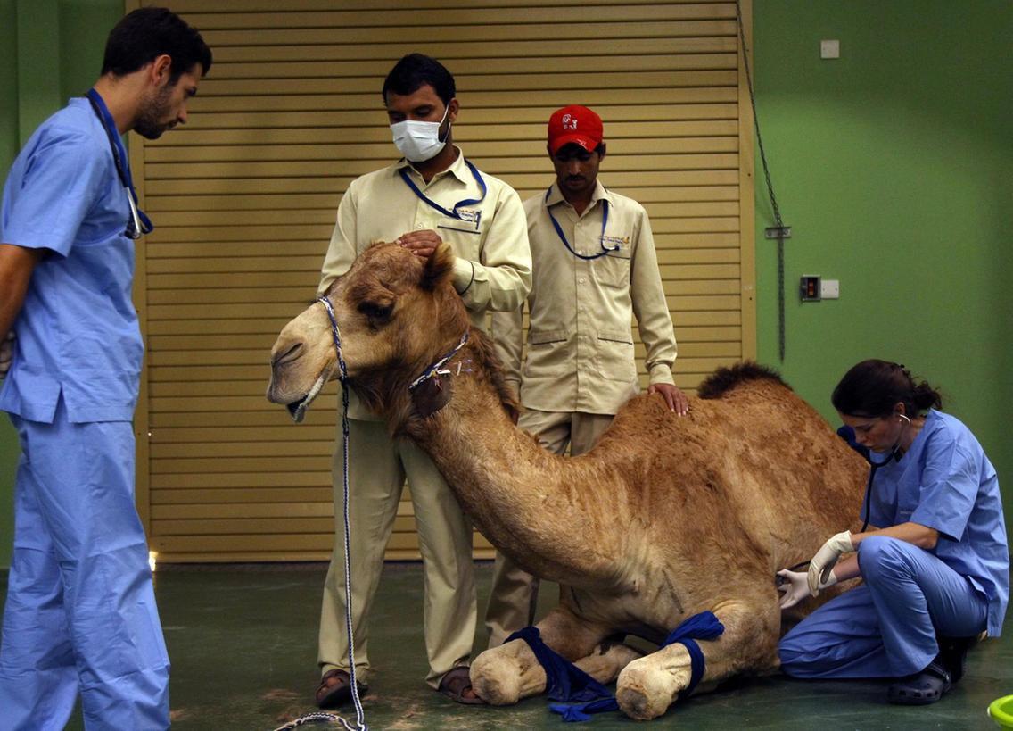 An Inside Look at the First Camel Hospital in Dubai - Arab America