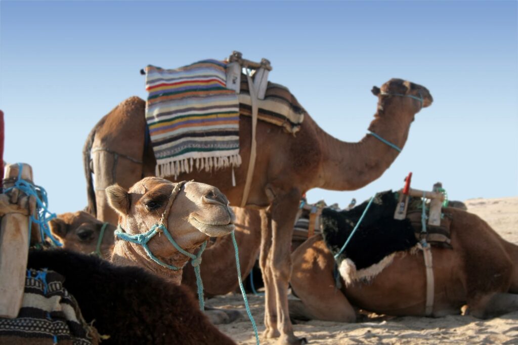 An Inside Look at the First Camel Hospital in Dubai - Arab America