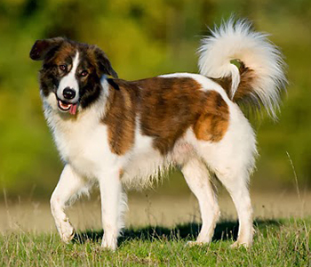 The Top 8 Amazing Cat and Dog Breeds of the Arab World!