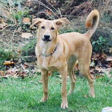 The Top 8 Amazing Cat and Dog Breeds of the Arab World!