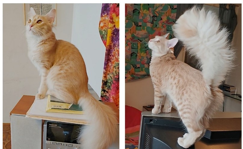 The Top 8 Amazing Cat and Dog Breeds of the Arab World!