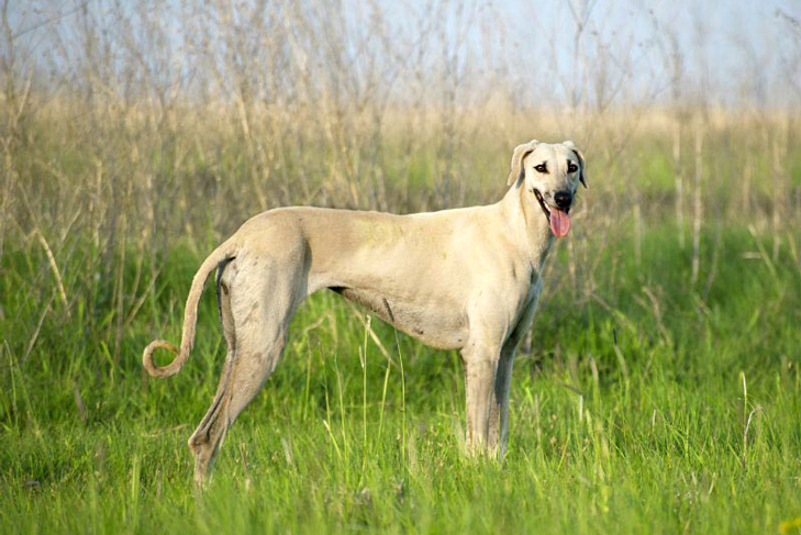 The Top 8 Amazing Cat and Dog Breeds of the Arab World!