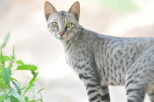 The Top 8 Amazing Cat and Dog Breeds of the Arab World!