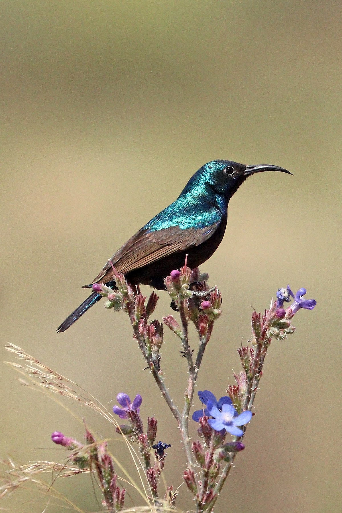 Nature Preservation of Palestine: A Constant Struggle