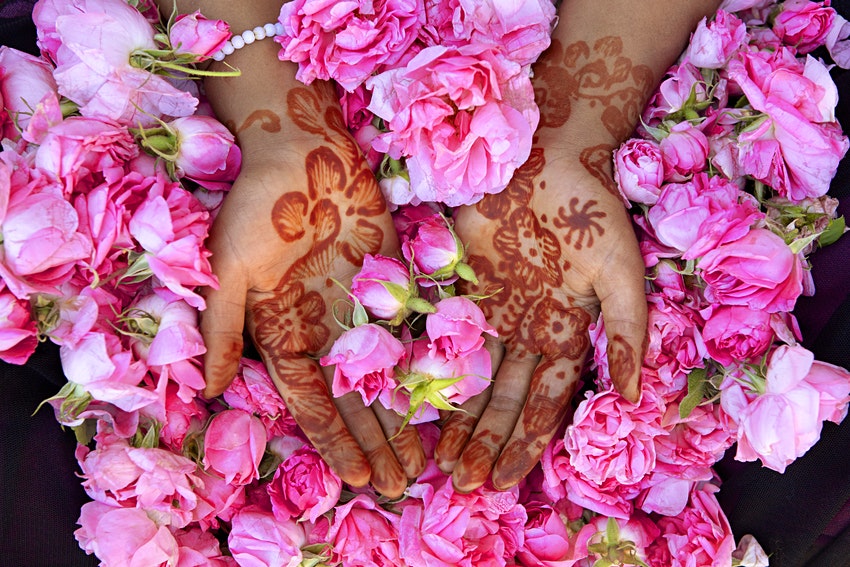 8 Amazing and Beautiful National Flowers of the Arab World