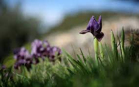 8 Amazing and Beautiful National Flowers of the Arab World