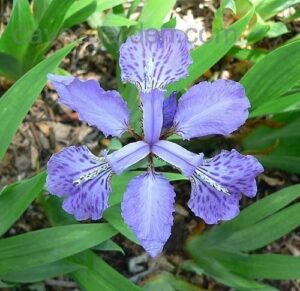 8 Amazing and Beautiful National Flowers of the Arab World