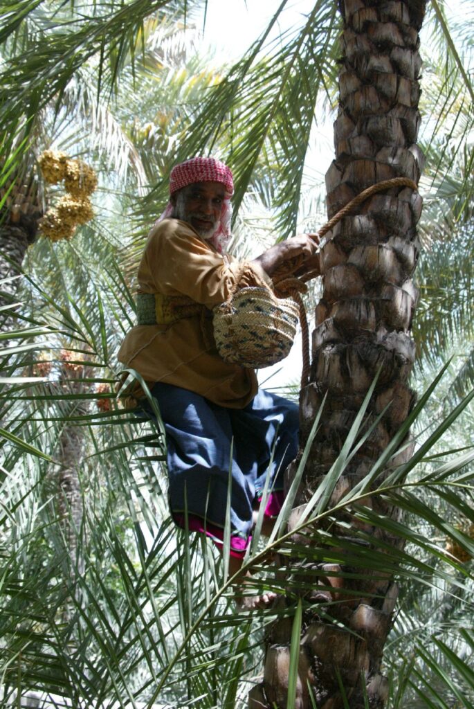 Date Palms Saturate the United Arab Emirates' Landscape
