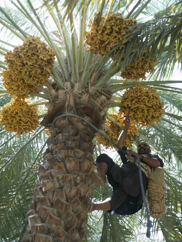 Date Palms Saturate the United Arab Emirates' Landscape