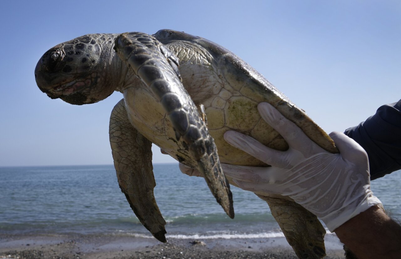 The United Arab Emirates Works to Save the Arabian Gulf Turtles