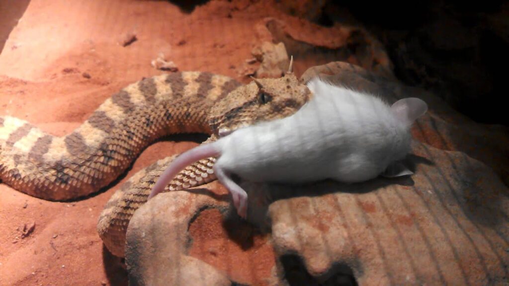 A fearsome predator in the Arab world: The Sahara-horned viper