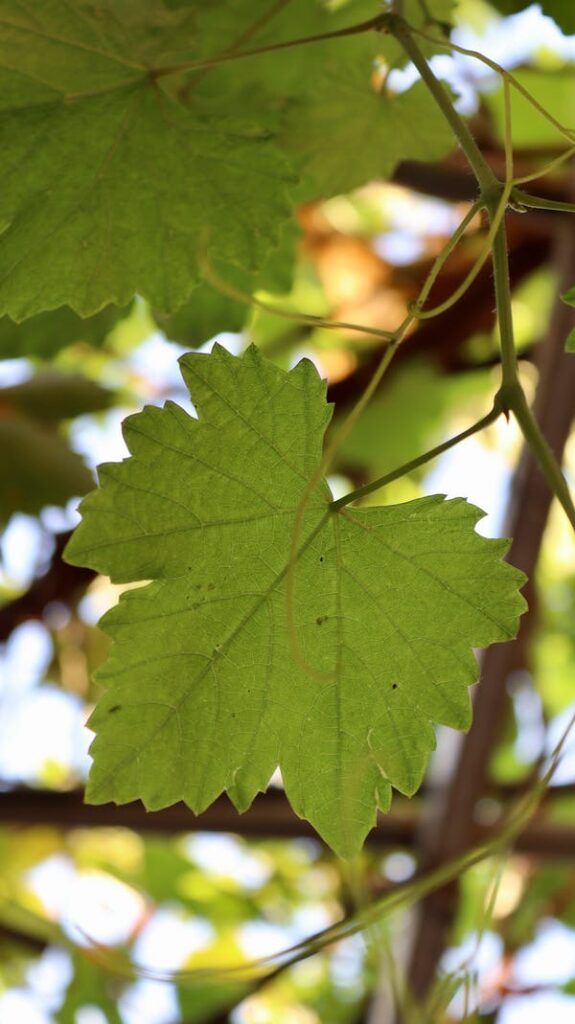 Grape Leaves: Delicious AND Super Healthy