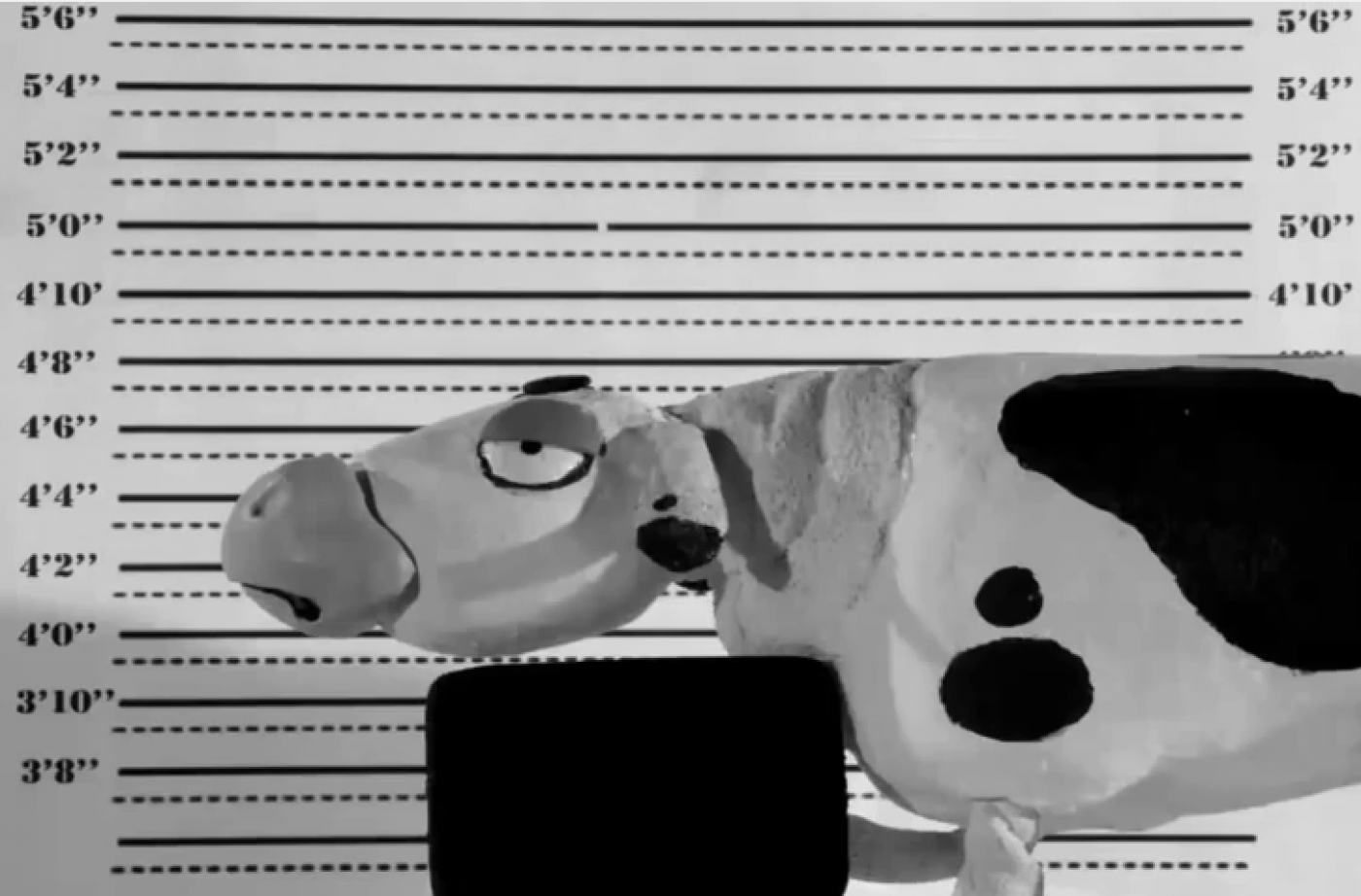 The Story of 18 Terrorist Cows