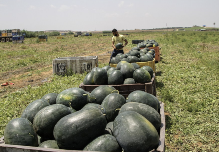 The Symbolism of Watermelon in Palestinian Struggle