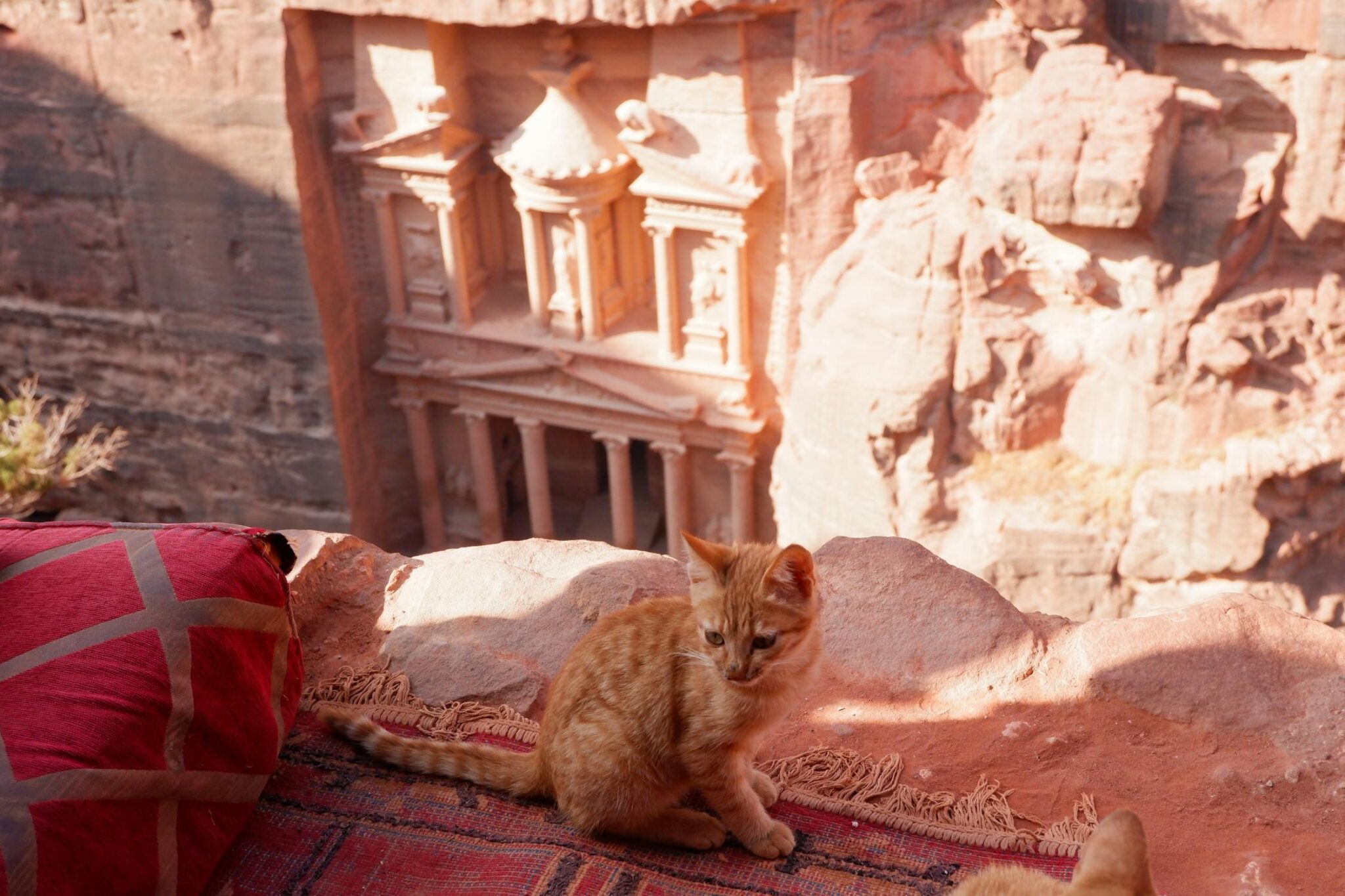 The Significance of Cats in Arab Culture - Arab America